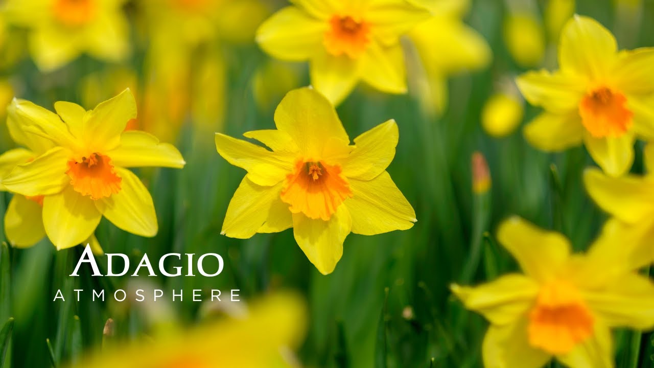 Uplifting spring daffodils with gentle harp music - YouTube