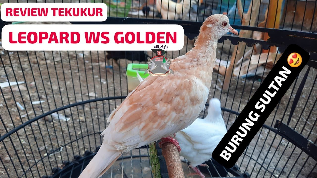 Review Burung Tekukur Leopard White Strip Golden | Burung Sultan # ...