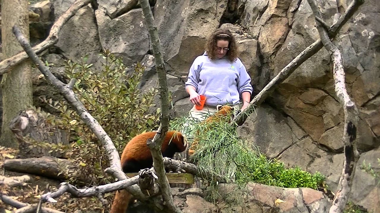 A Red Panda Will do Anything for Grapes - YouTube