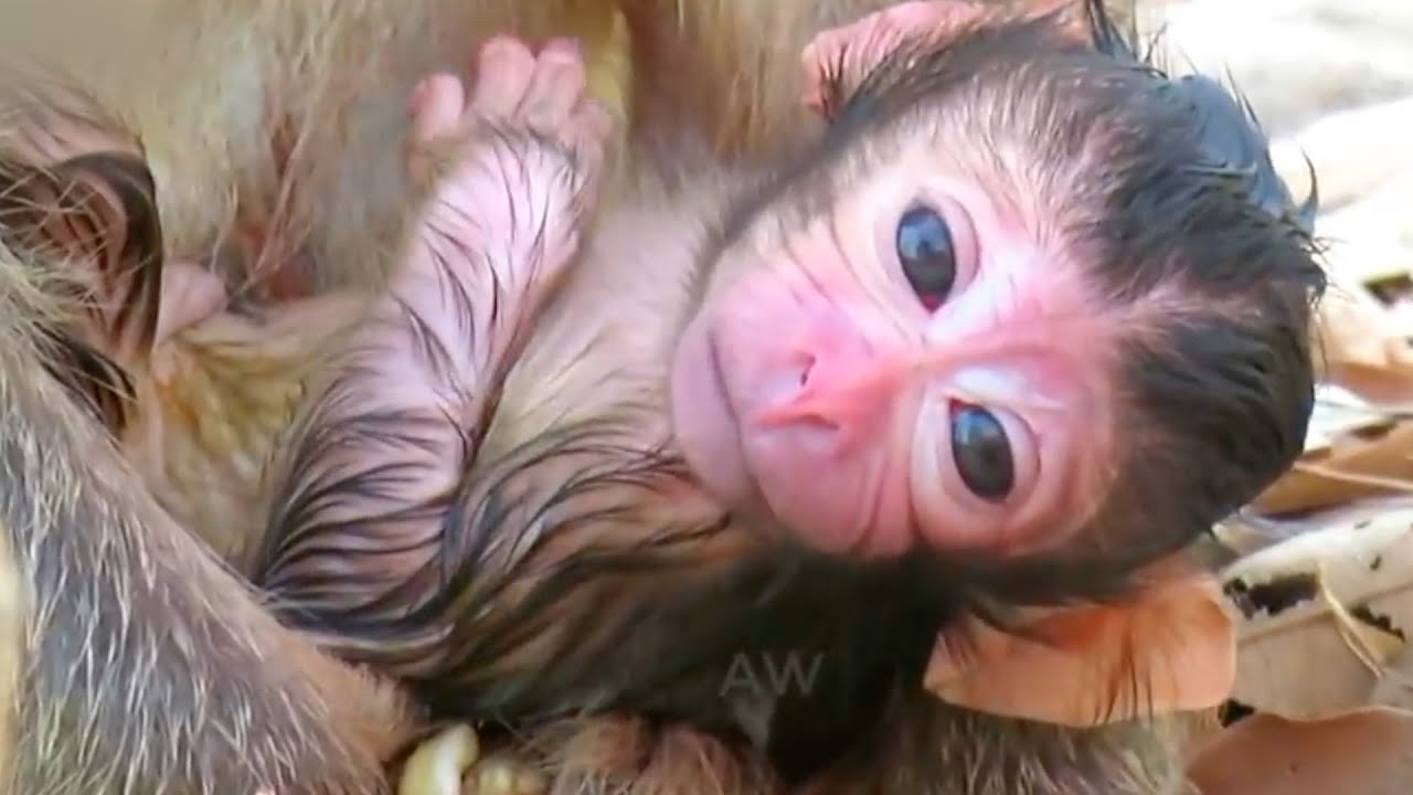 Top Monkey Moments Of Newborn Baby Monkeys That Capture Pure Love ...