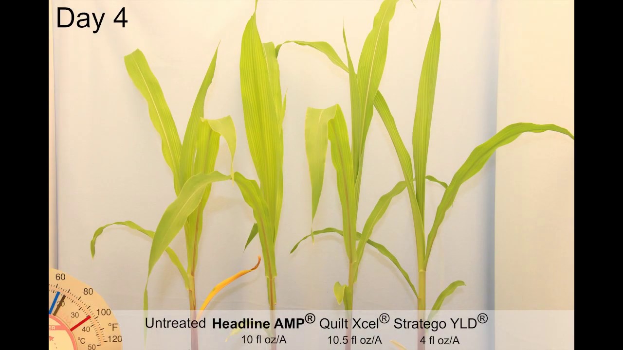 Fungicides Applied to V5 Corn with Heat and Drought Stress - YouTube