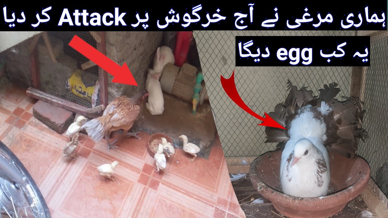 Hamare Murgi ne Aaj Rabbit par attack kar deya | ye kabootar kab egg ...