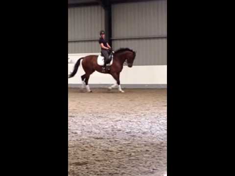 Bella Roland trot work