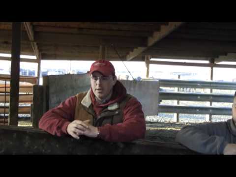 Committed to Nebraska Beef: Alexander Cattle & Farms (4) - YouTube