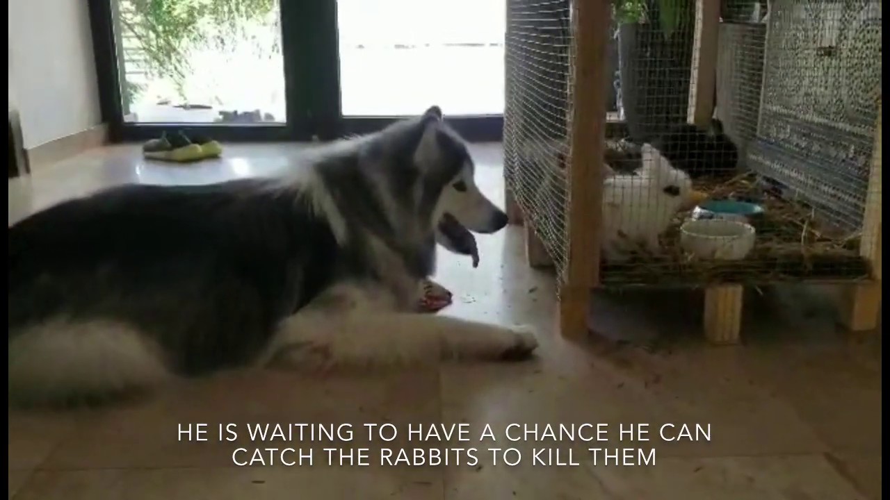 A Husky And The Rabbits, He is so Desperate. - YouTube