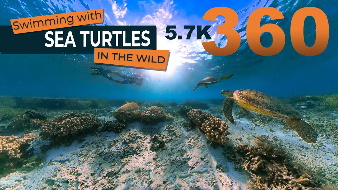 Underwater 360 video - Green Sea Turtles - Immersive 360 VR Experience ...