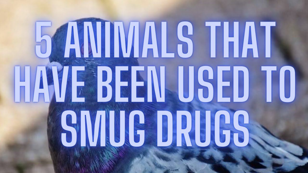 5 ANIMALS THAT HAVE BEEN USED TO SMUG DRUGS- CURIOUS HEAD - YouTube