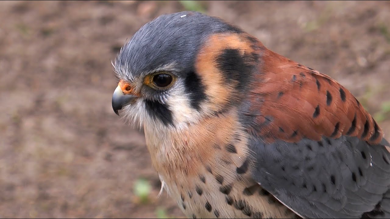 Falconry: Training kestrels to hunt birds - YouTube