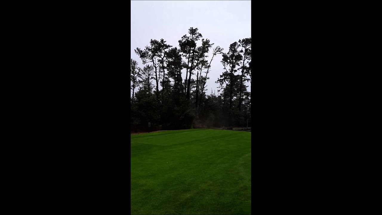 Tree falling at Pebble Beach - YouTube