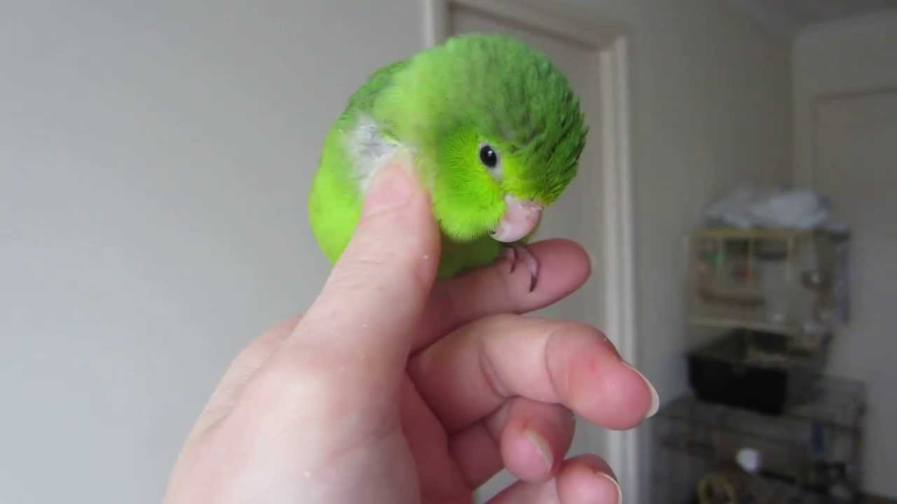 Baby getting scritches - YouTube