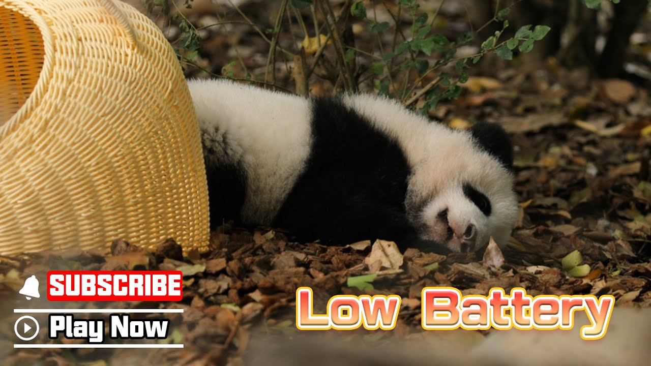 Panda Doll Suddenly Ran Out Of Battery | iPanda - YouTube