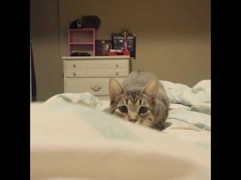 Wiggling kitten attacks the camera - YouTube
