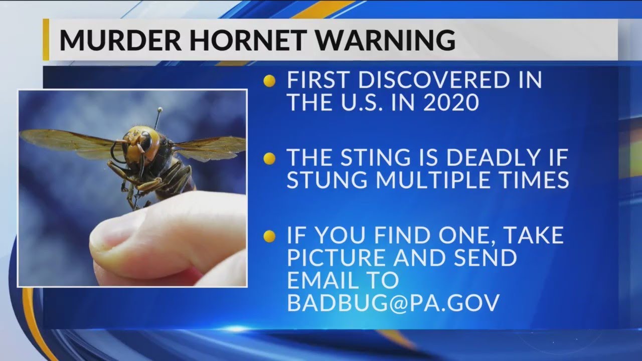 What you should do if you find a Murder Hornet in Pennsylvania - YouTube