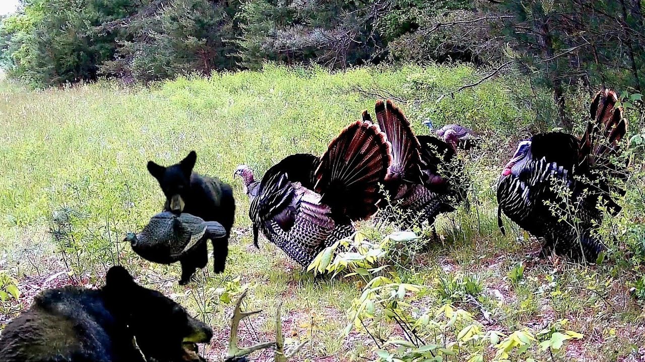 Trail Camera Video Montage of Bears and Gobblers with my Turkey Decoys ...