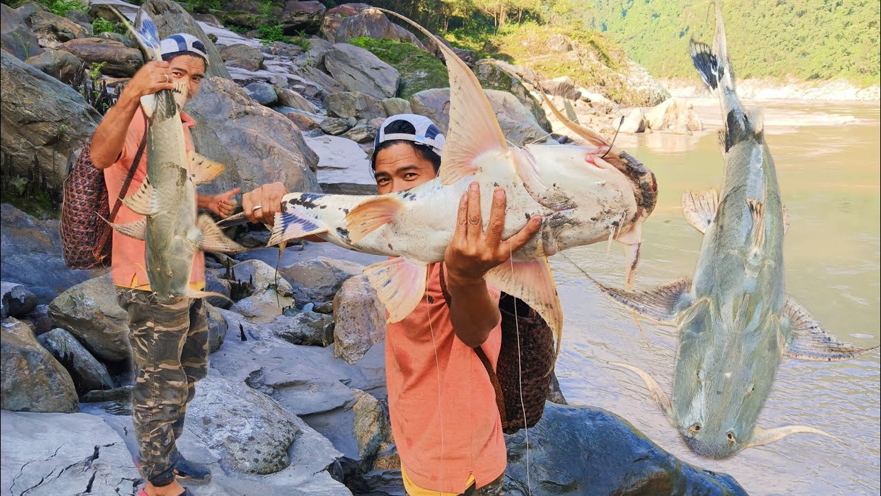 Big Goonch Catfish | Catch And Release | Village fishing | Arunachal ...
