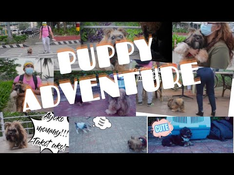 PUPPY ADVENTURE IN MANILA | COCO IN MANILA | TVni Anghel #shihtzu #coco ...