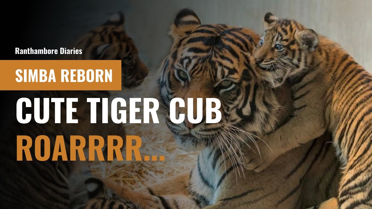 Cute Tiger Cub roars for the first time | Tigers | Wildlife | Nature ...