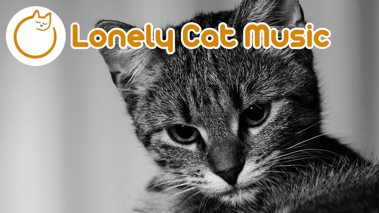 Lonely Cat music 🐈 Keep your Cat or Kitten relaxed when leaving them ...