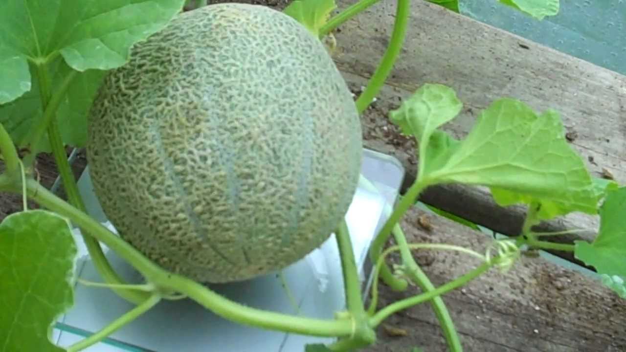 Sugar Baby Melon Competition 2012 Update. - YouTube