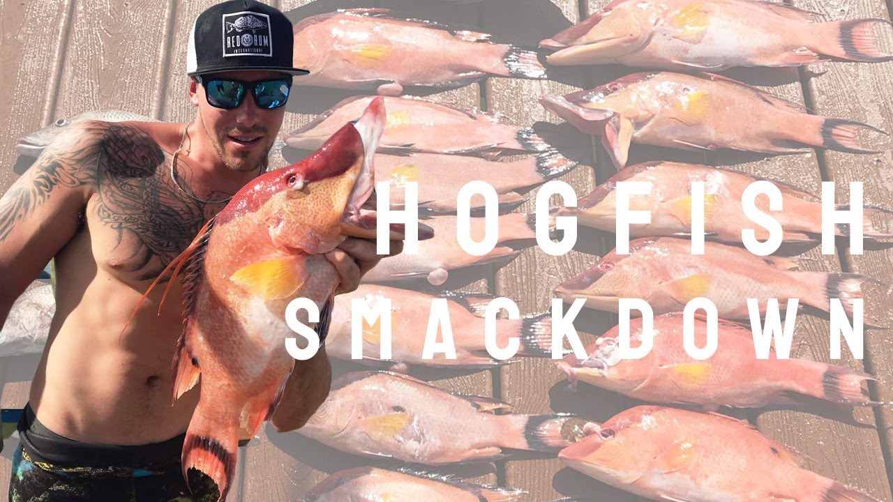 Hogfish SMACKDOWN | SCUBA Diving & Spearfishing Near Clearwater Beach ...