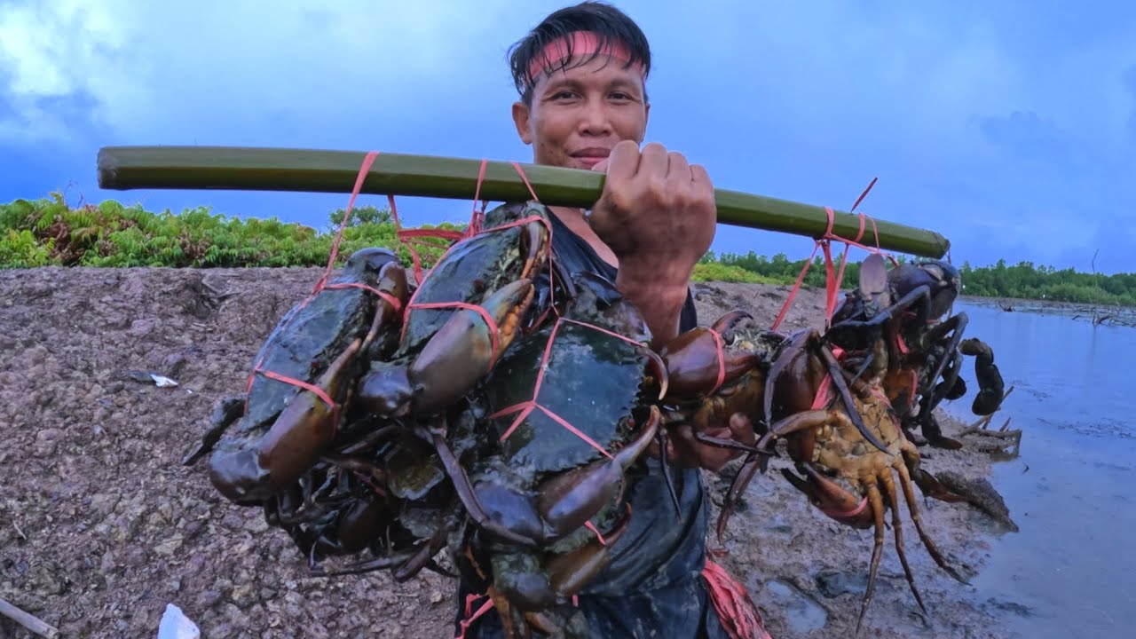 Amazing.. !! The Traditional Way of Catching Lots of Big Mud Crab In ...