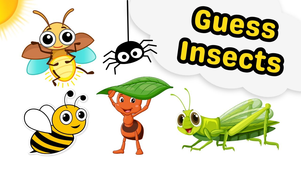INSECTS FOR KIDS Learning – Insect Name for Children, Toddlers ...