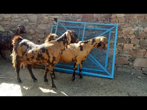 Sirohi goats for sale, Rajasthan goat farm - YouTube