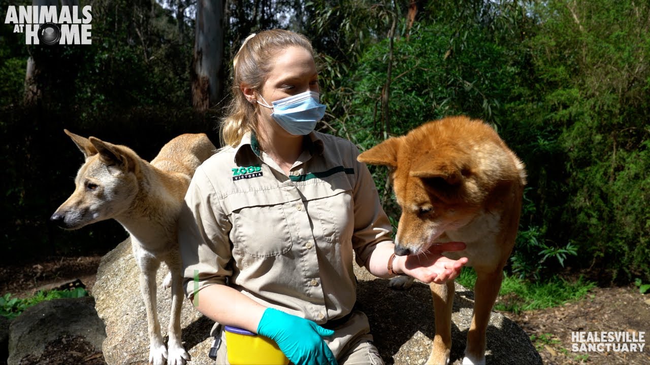 Our dingoes love their health checks - YouTube