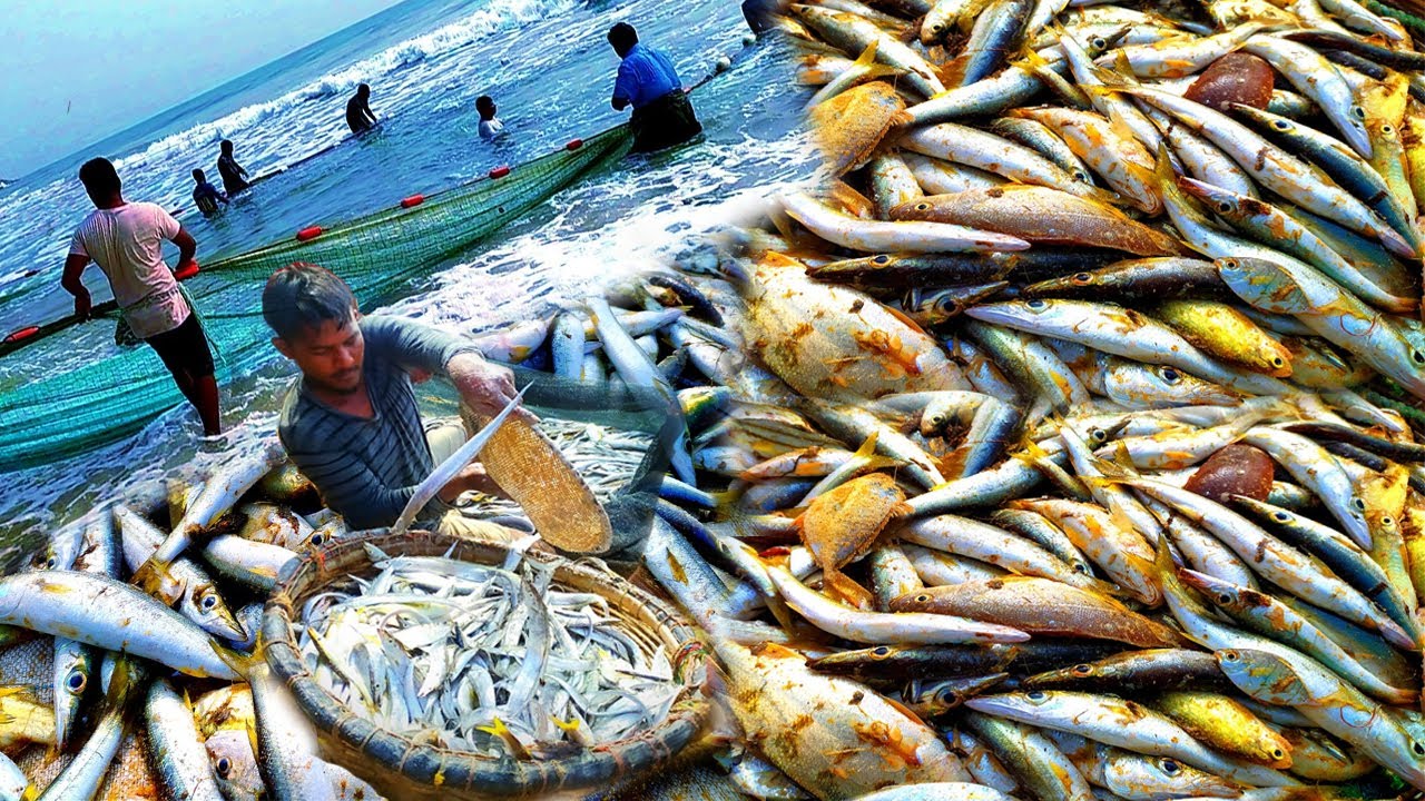 How Fisherman Catch in sea fish . Modern Fish Processing & Fishing Net ...