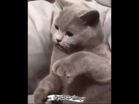 Satırı Görünce R Yapan Kedi