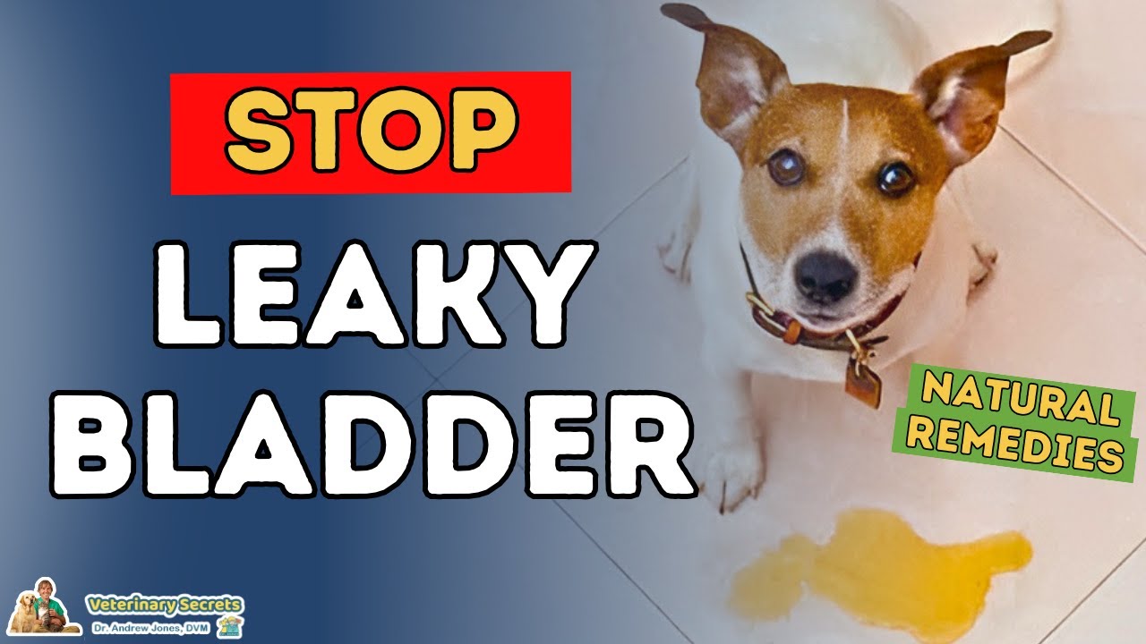 Why Is Your Pet Losing Bladder Control Holistic Remedy To