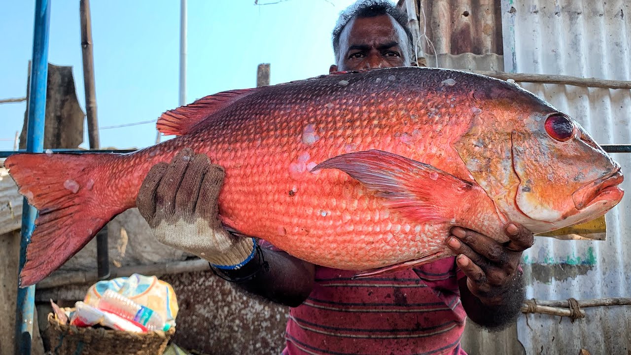 This is Incredible Big Red Snapper Fish Cutting🔪🔥Fresh Fish Cuts For ...