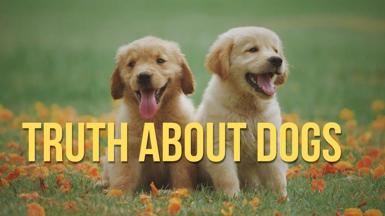 The Truth About Dogs: Fun Facts - Unlimited Entertainment - YouTube