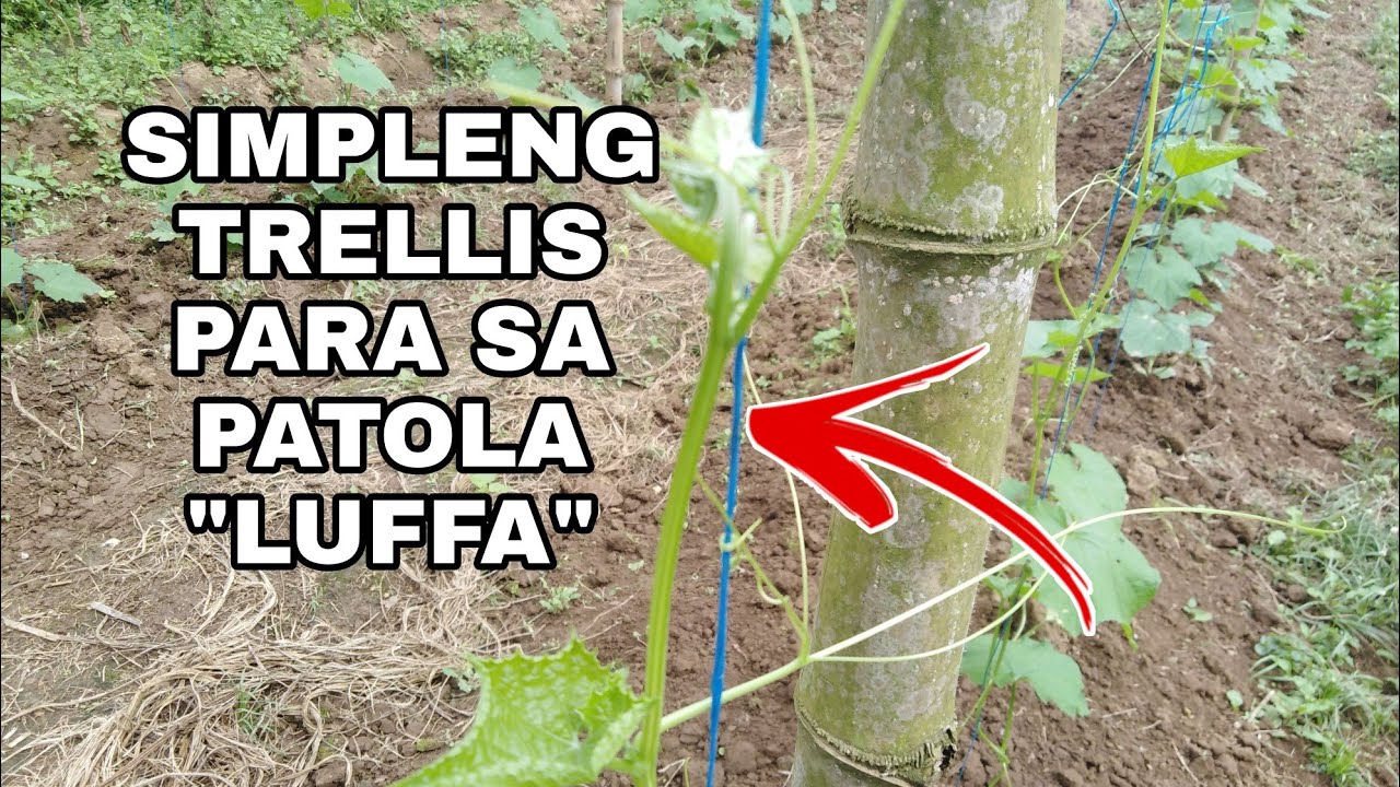 Patola "Luffa" trellis recycled material | Paano mag lagay ng trellis ...