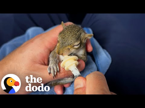 Baby Squirrel Loves Sleeping In Mom's Robe | The Dodo