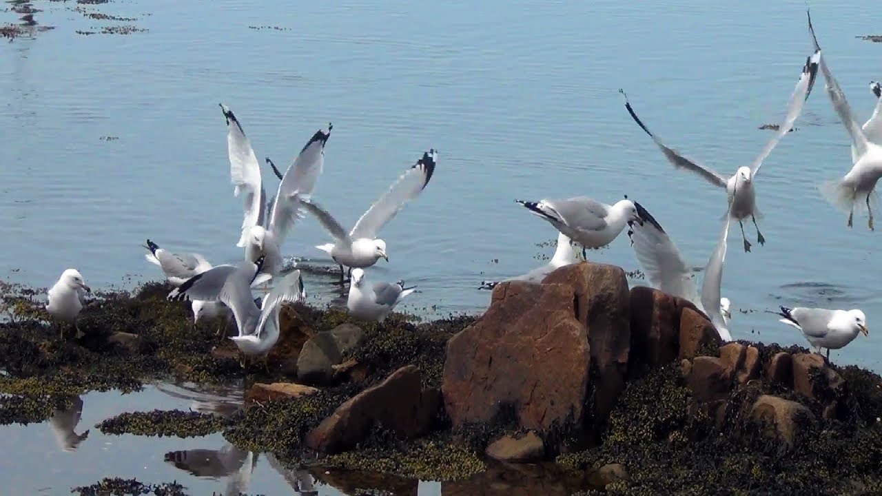 Feeding Seagulls - YouTube