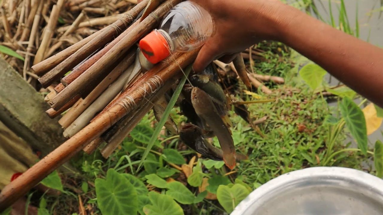 Traditional Morning Fishing By Asian village kids | Village Fishing ...