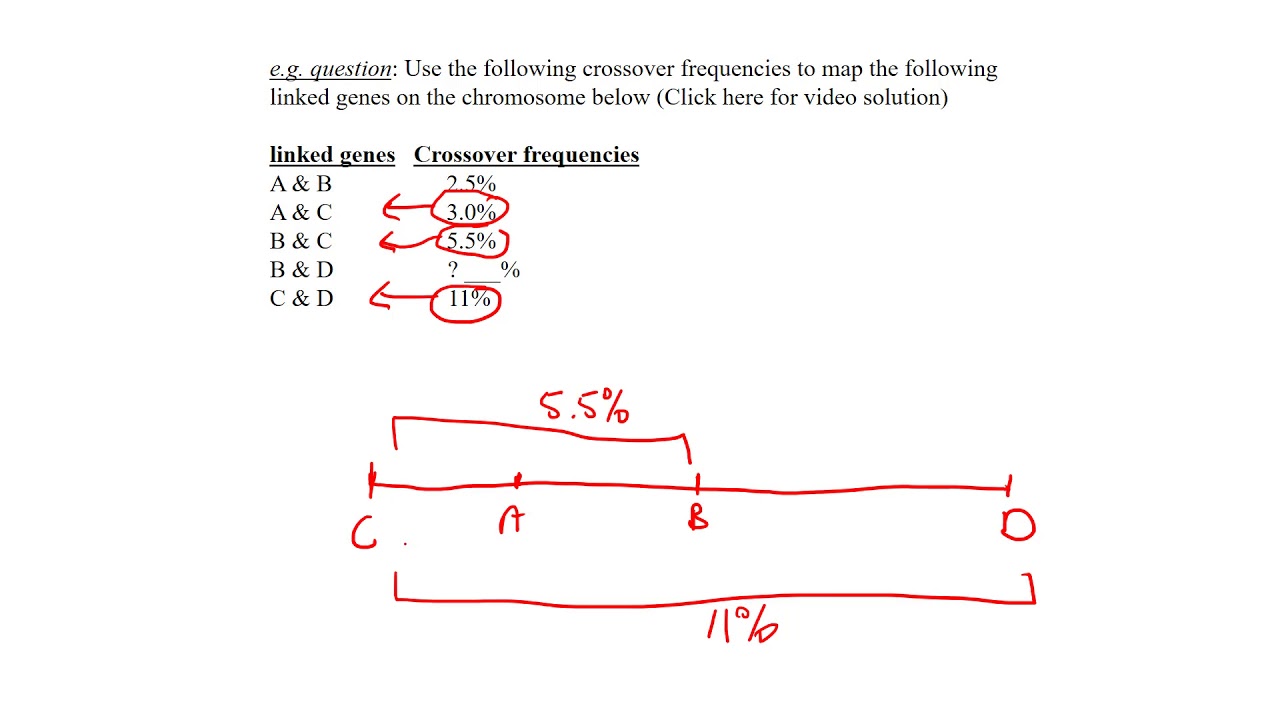 Gene Mapping Worksheet