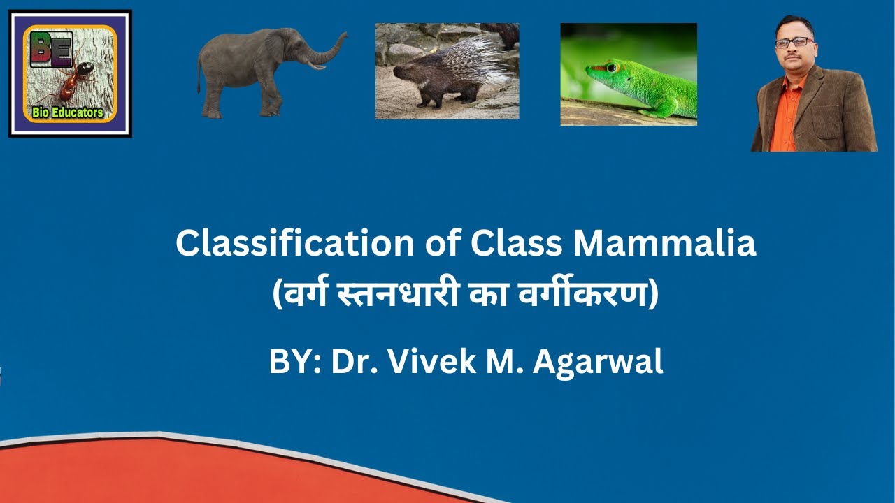 Classification of class Mammalia (वर्ग स्तनधारी का वर्गीकरण) - YouTube