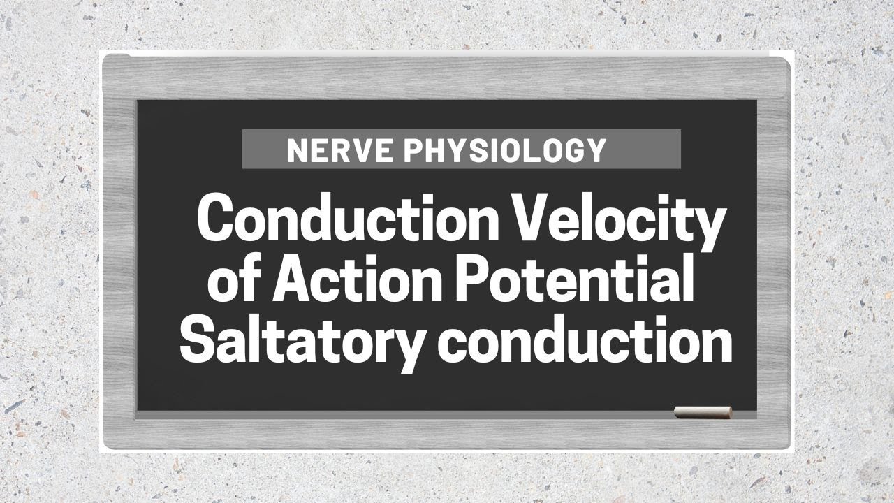 Physiology | Conduction Velocity of Action Potential | Saltatory conduction | - YouTube