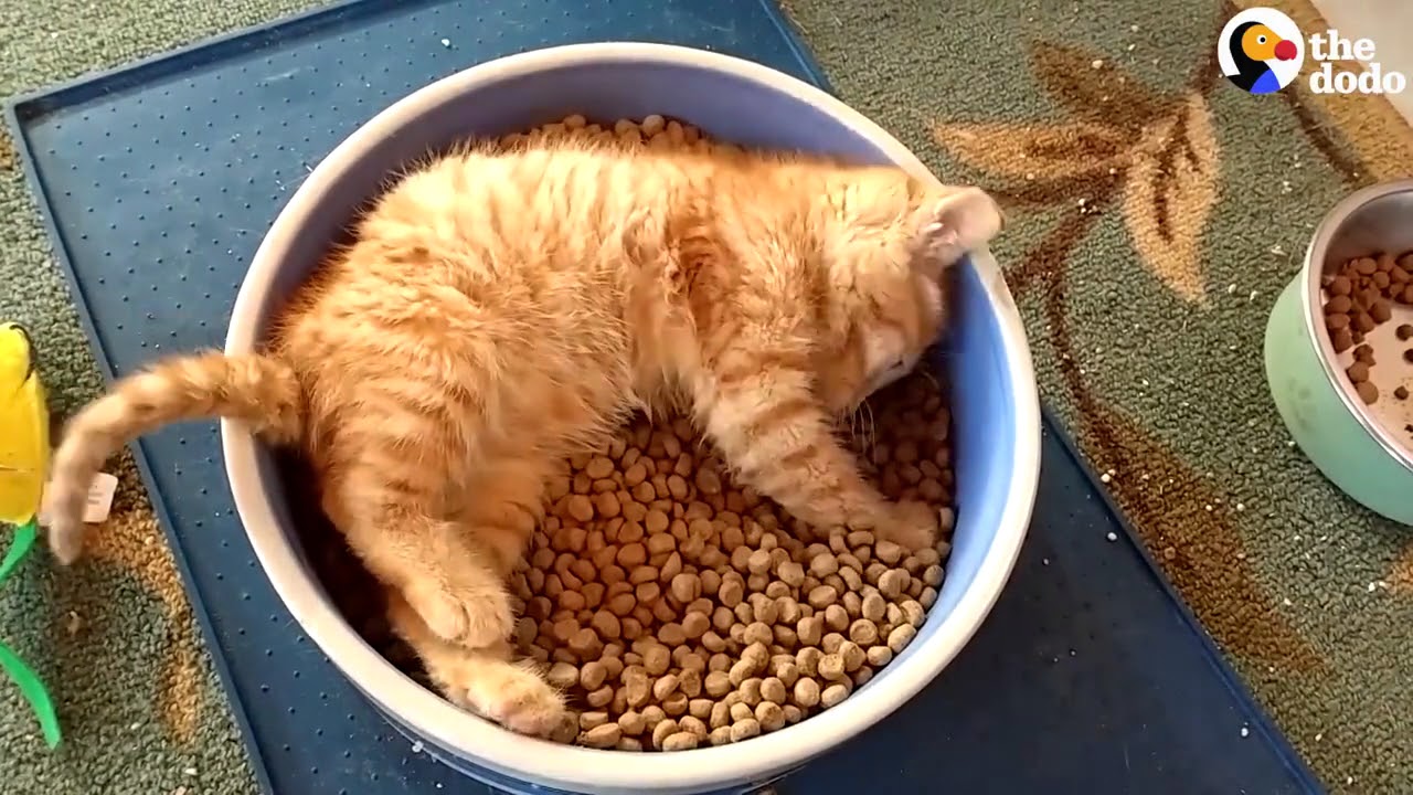 The Dodo The only real way to eat - YouTube