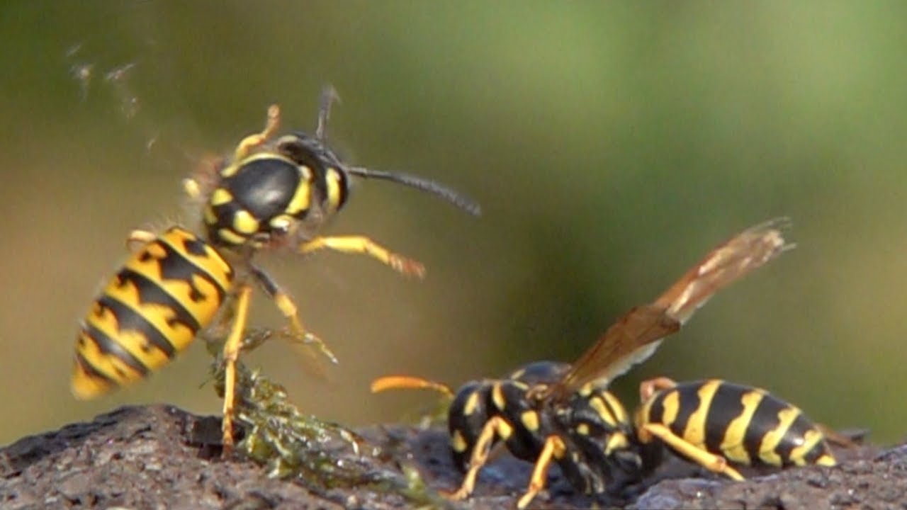 Slow motion observation: German wasp and paperwasp flight traffic - YouTube
