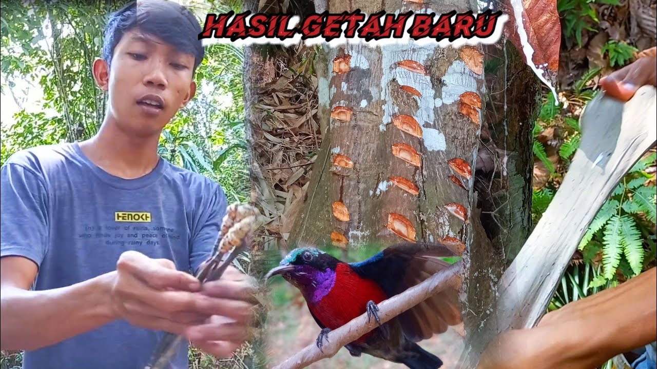 Cara Membuat Getah Atau Lem pulut mikat burung_mengunakan getah bendo ...
