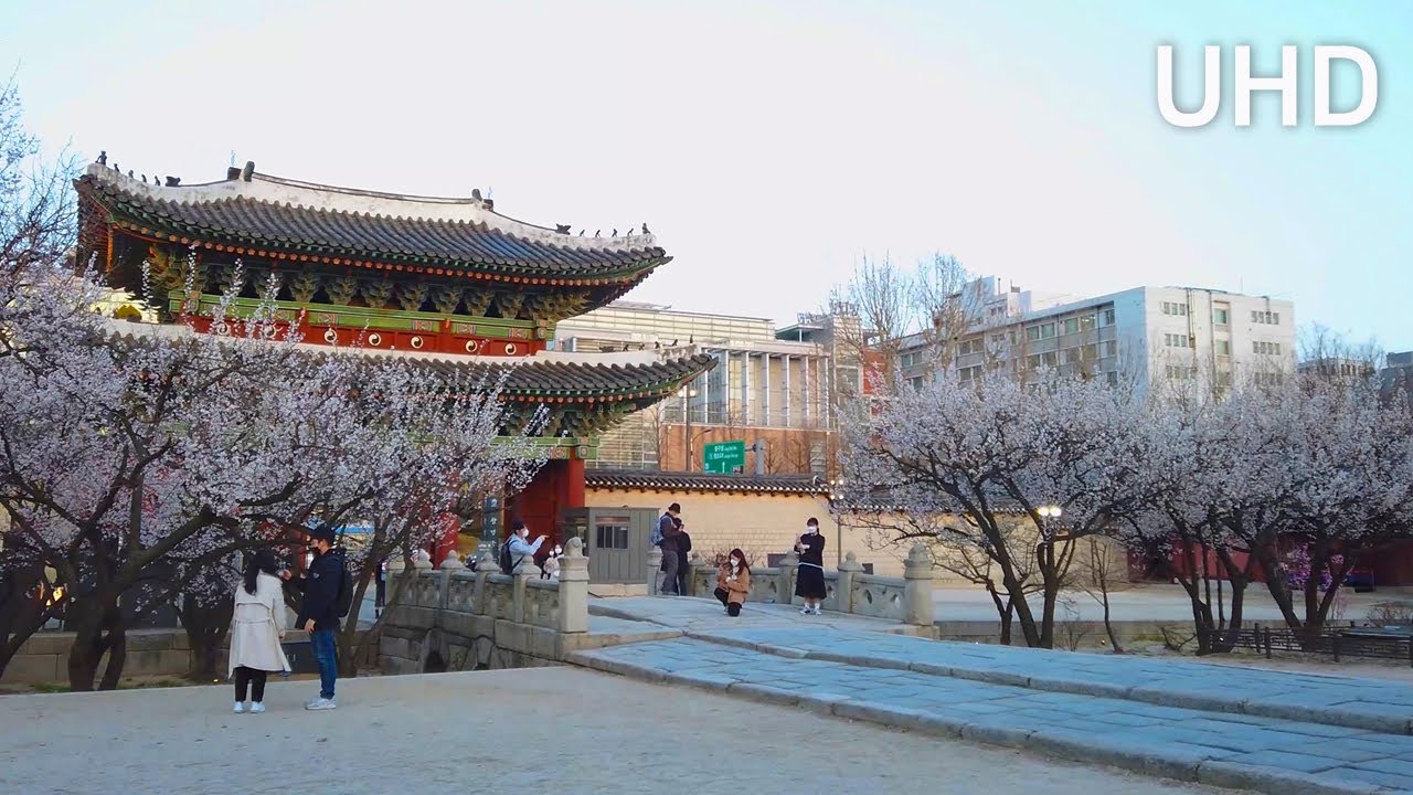 [4K] 창경궁의 봄 The Spring of Changgyeonggung Palace in Korea, relaxed walk ...