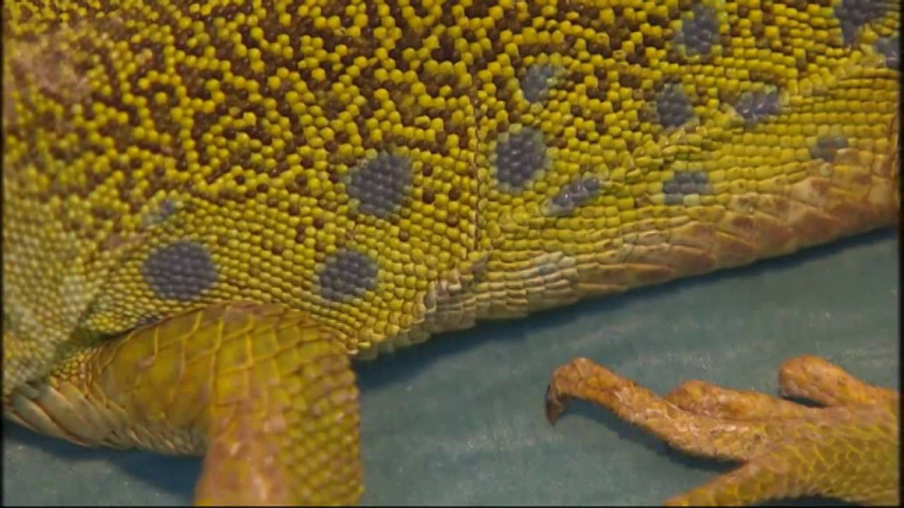Reintroducció del llargandaix mediterrani - YouTube