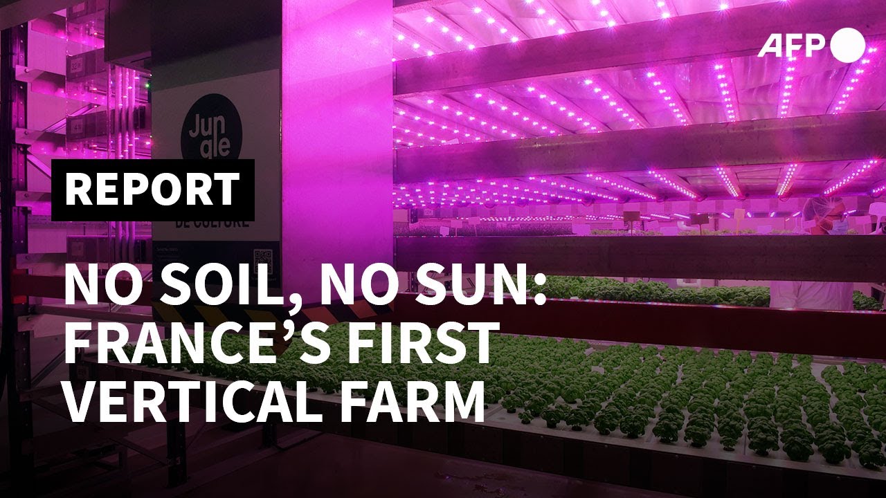 France’s first ‘vertical farm’ sets its sights on sustainability | AFP ...