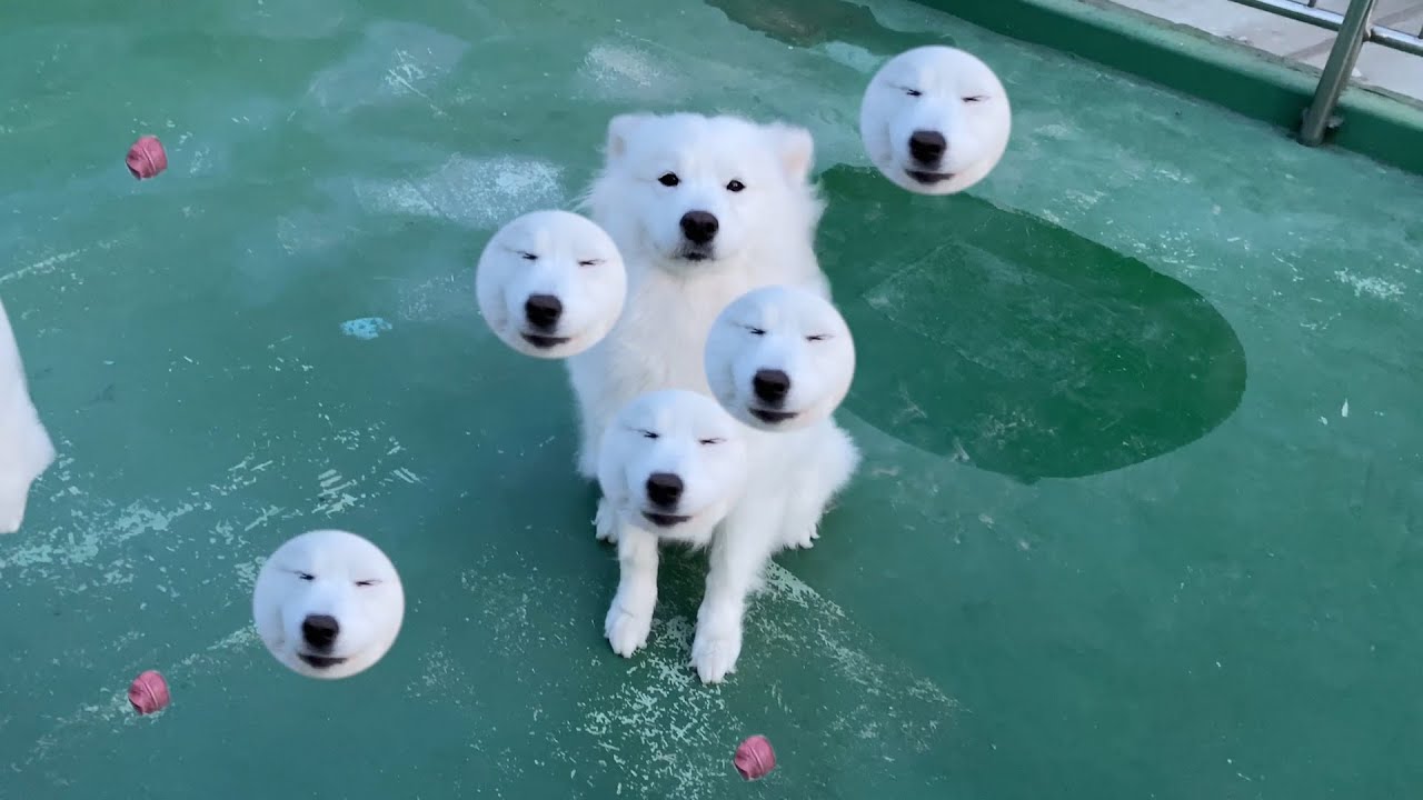 리듬게임하는 강아지?! / 강아지퍼즐 / 사모예드새끼 / SAMOYED / DOG / rhythm game - YouTube