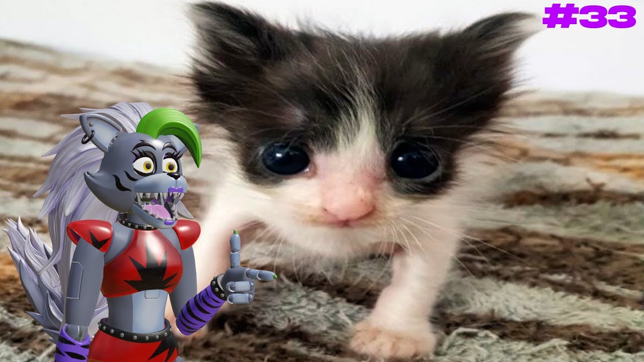 Roxanne Wolf REACTS to Cat Memes Part 33 - YouTube