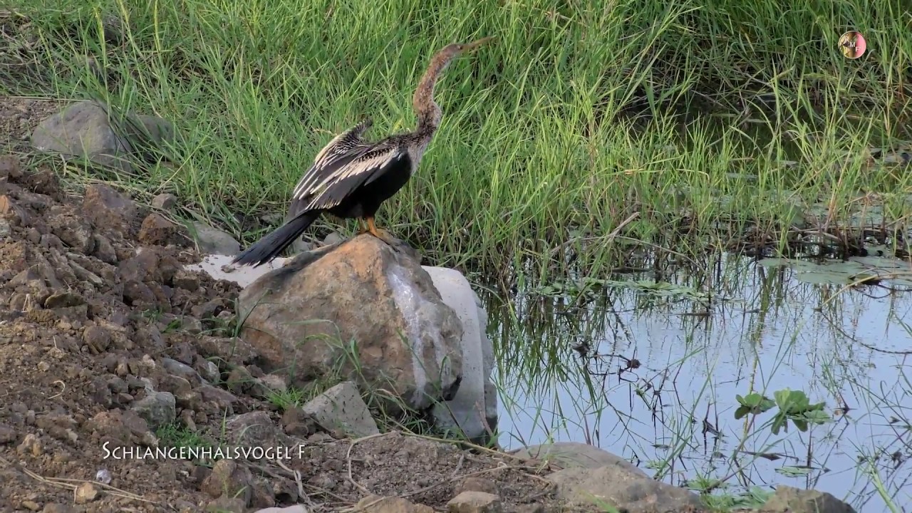 Rio Tempisque - Ein Naturparadies in Costa Rica - YouTube