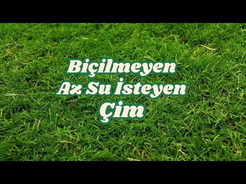 Az Su İsteyen, Biçilmeyen ÇİM! 🌱 Zoysia Rehberi
